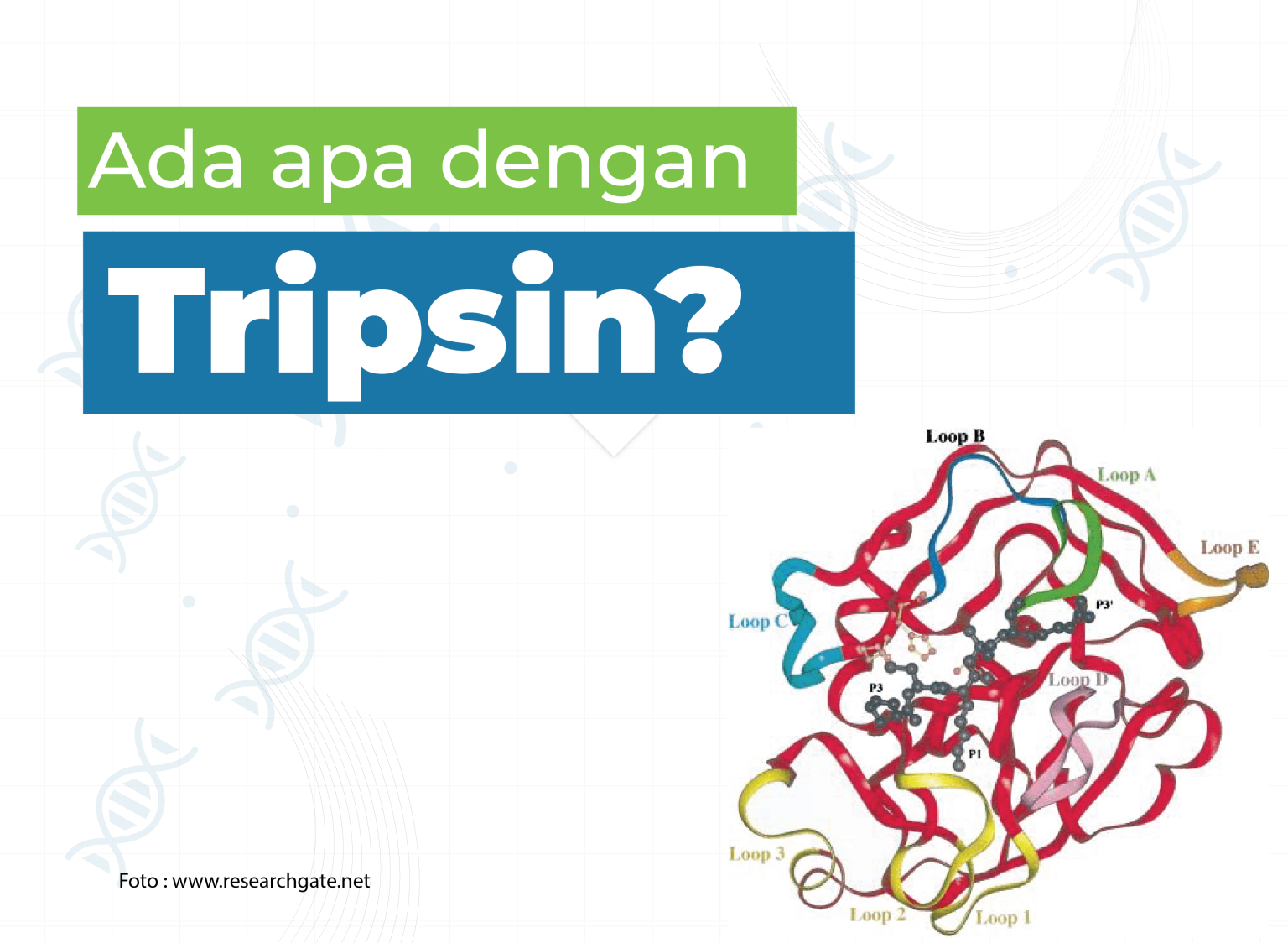 Ada Apa Dengan Tripsin? | LPPOM MUI